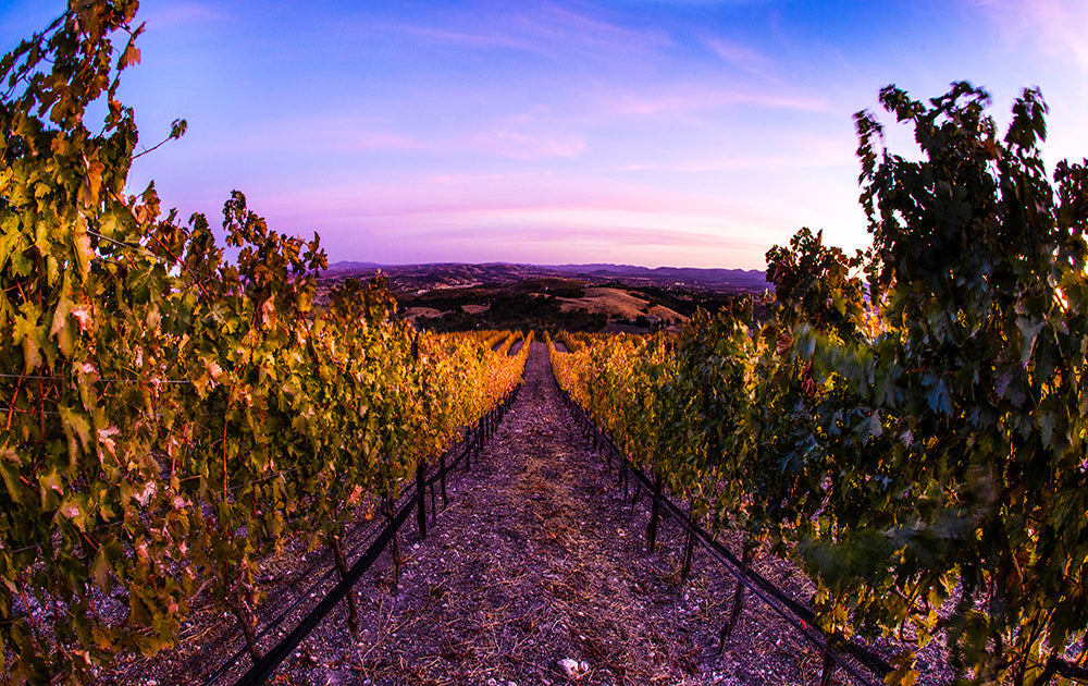 Paso Robles Photos - California Wine Country Photos