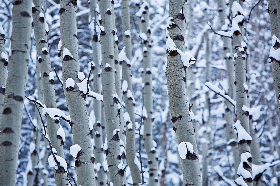 Aspen Snow Photos | Photos of Aspen Snow