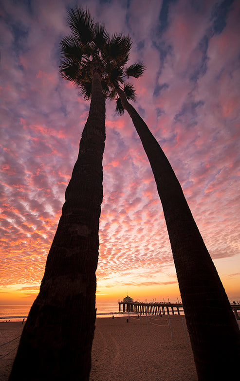 We have great Manhattan Beach Palm Tree Photos