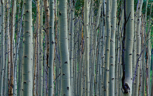 Vail Colorado Tree Photos | Photos of Vail Colorado Tree